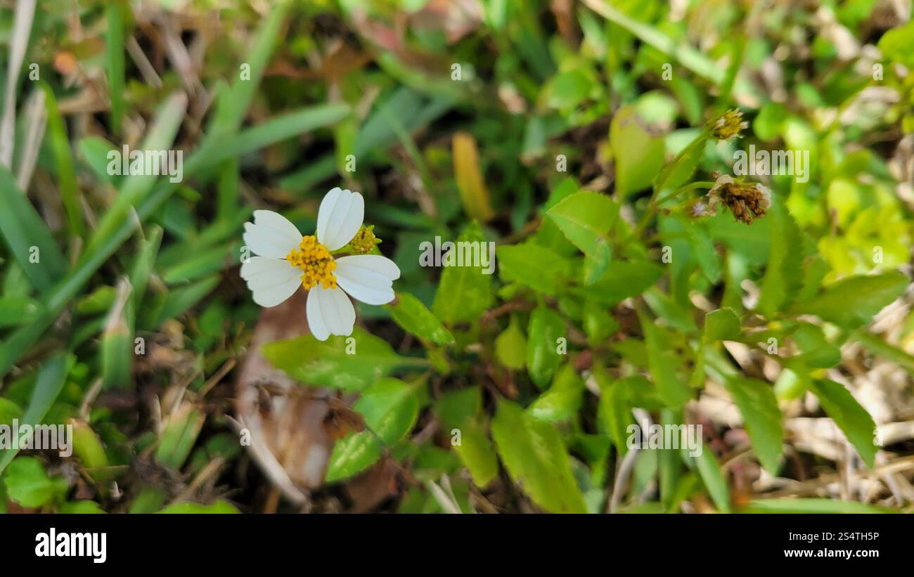 White beggarticks (Bidens alba Stock Photo - Alamy