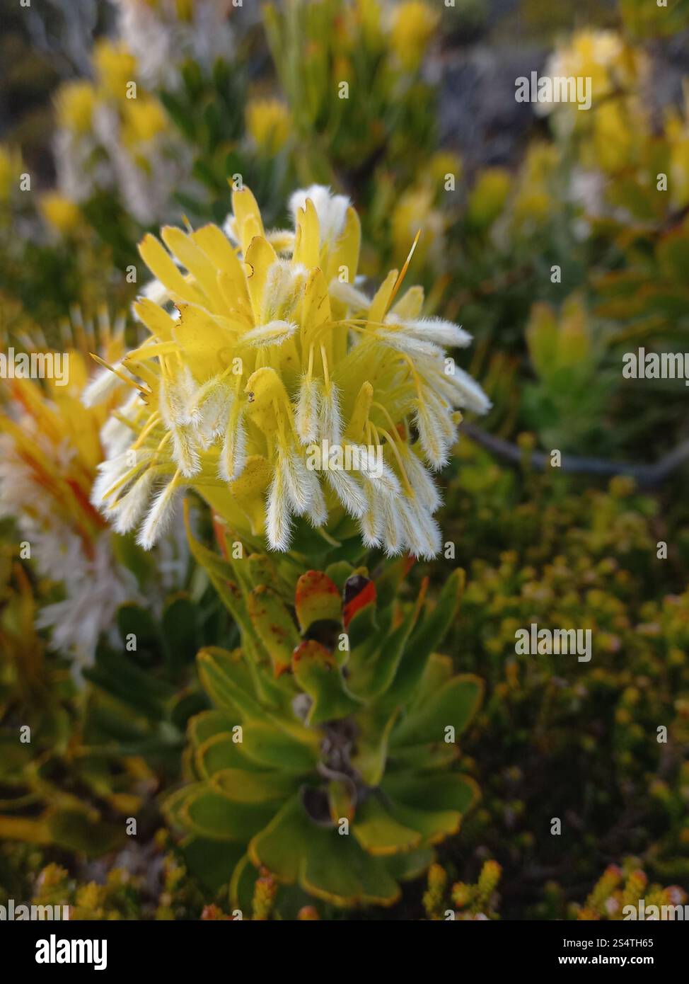Common Pagoda (Mimetes cucullatus Stock Photo - Alamy