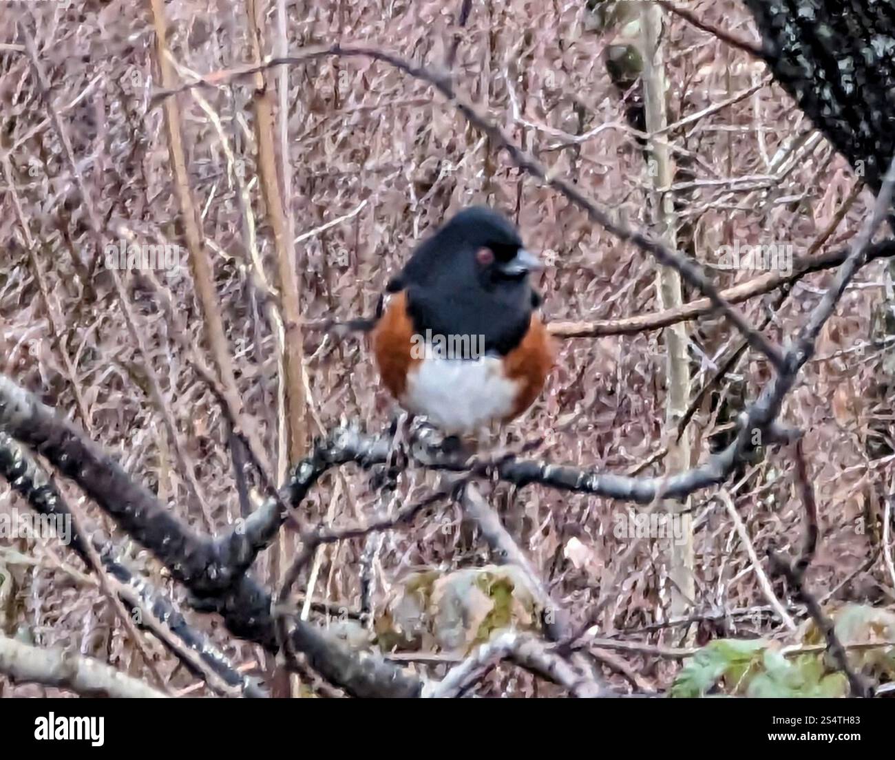Spotted Towhee (Pipilo maculatus Stock Photo - Alamy