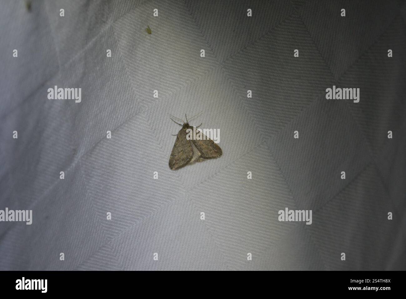 Spring Cankerworm Moth (Paleacrita vernata Stock Photo - Alamy