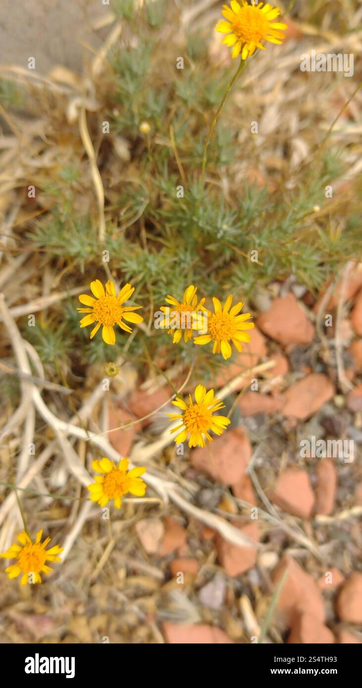 Parralena (Thymophylla pentachaeta Stock Photo - Alamy