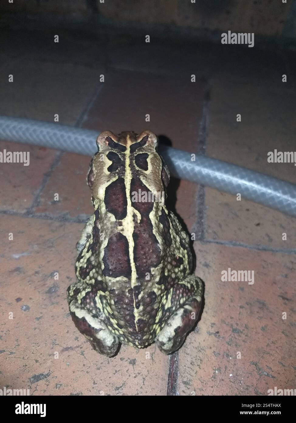 Western Leopard Toad (Sclerophrys pantherina Stock Photo - Alamy