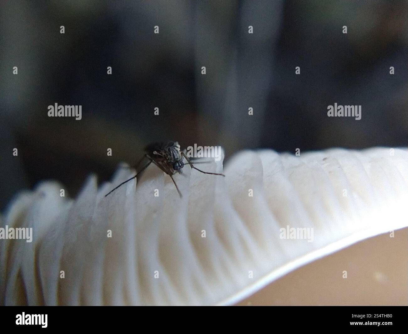 Fungus Gnats and Gall Midges (Sciaroidea Stock Photo - Alamy
