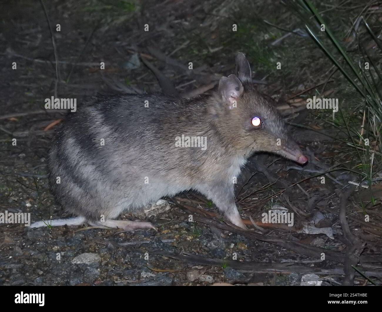 Eastern Barred Bandicoot (Perameles gunnii Stock Photo - Alamy