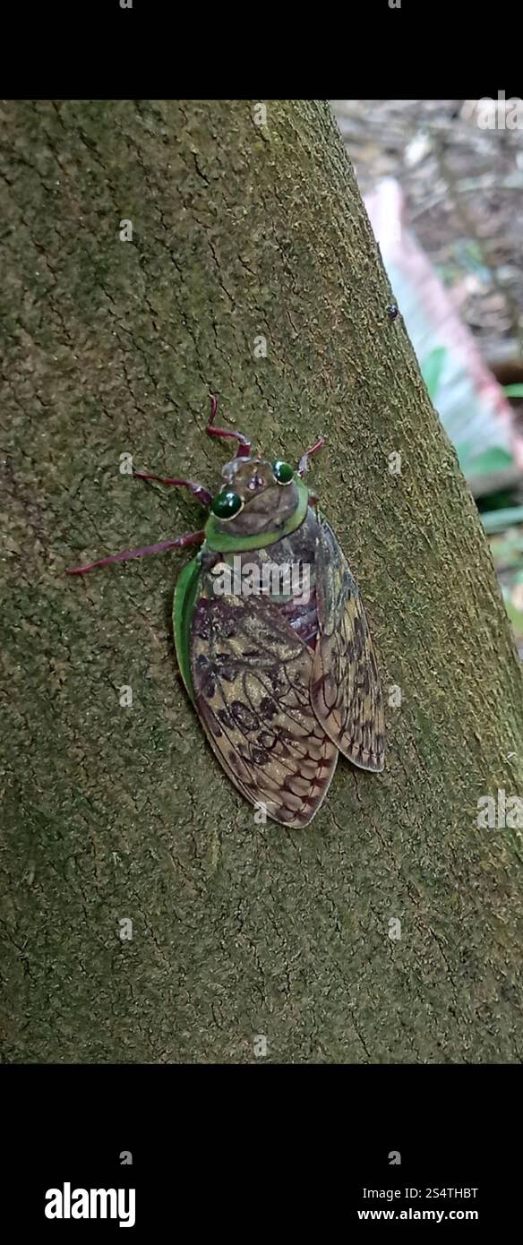 Pycna hi-res stock photography and images - Alamy