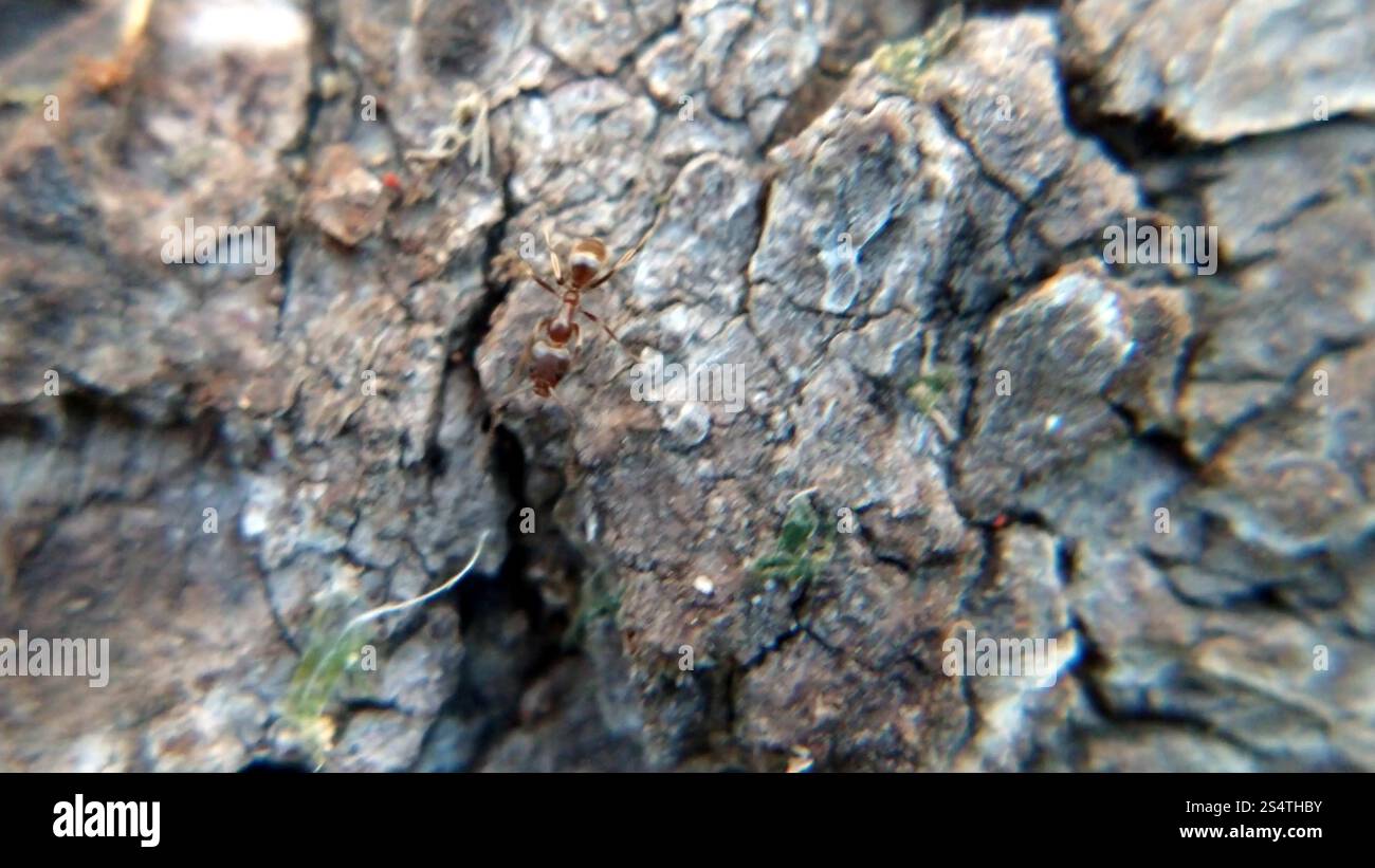 Argentine Ant (Linepithema humile Stock Photo - Alamy