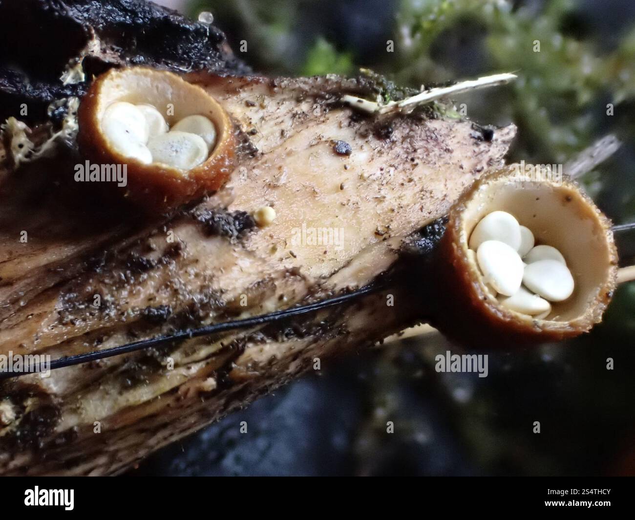 common bird's nest fungus (Crucibulum laeve Stock Photo - Alamy