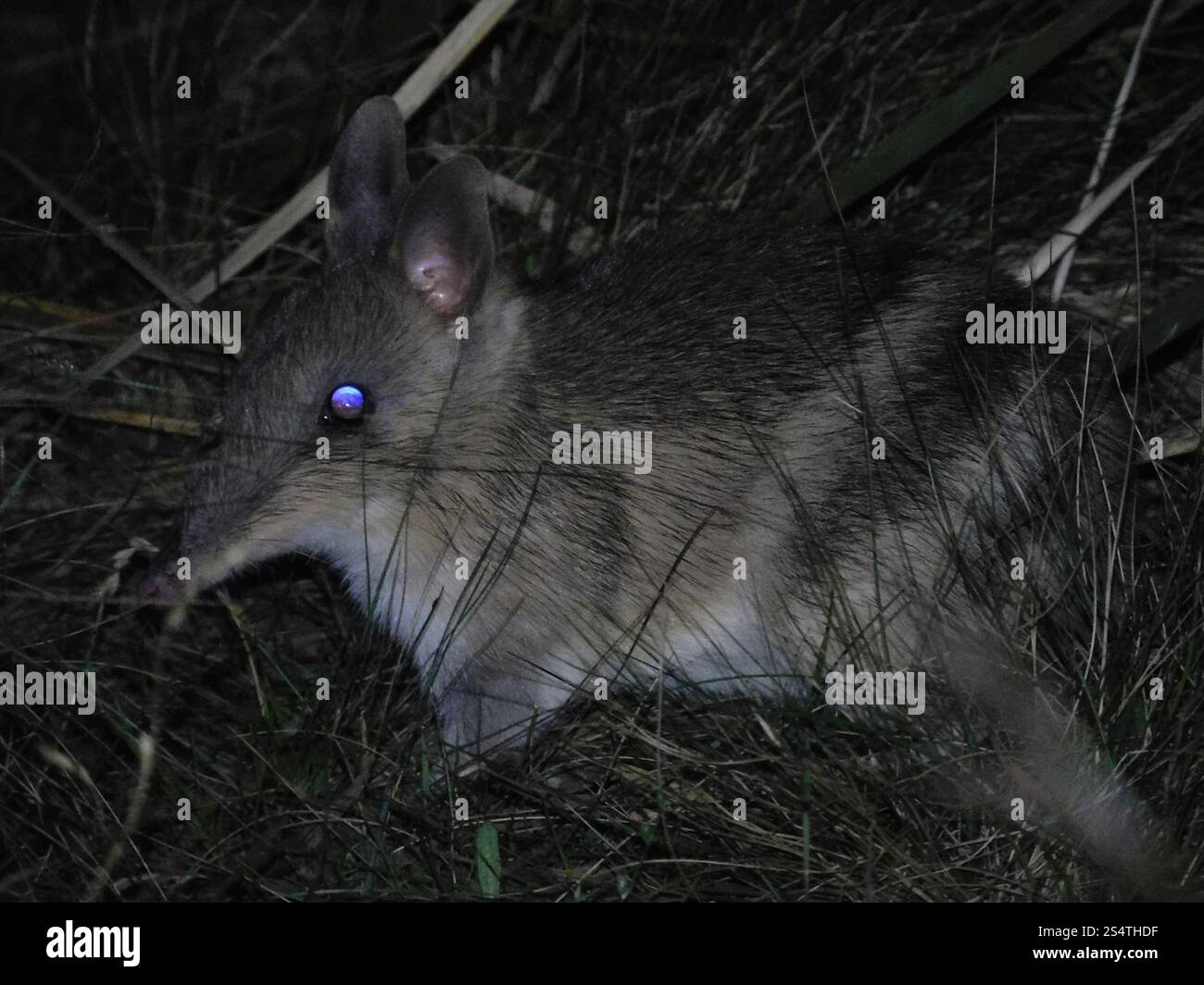 Eastern Barred Bandicoot (Perameles gunnii Stock Photo - Alamy