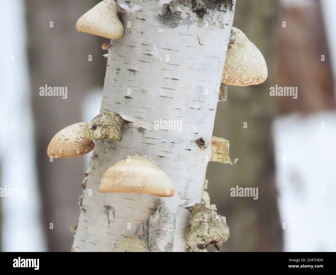birch polypore (Fomitopsis betulina Stock Photo - Alamy