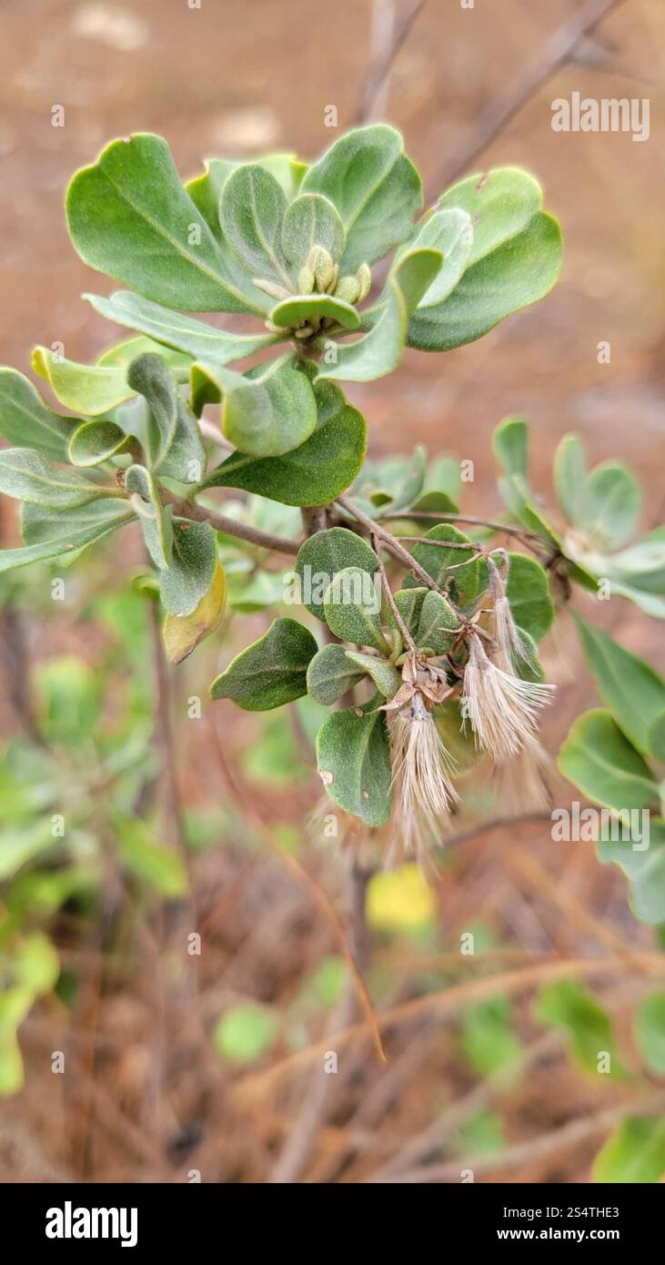 garberia (Garberia heterophylla Stock Photo - Alamy