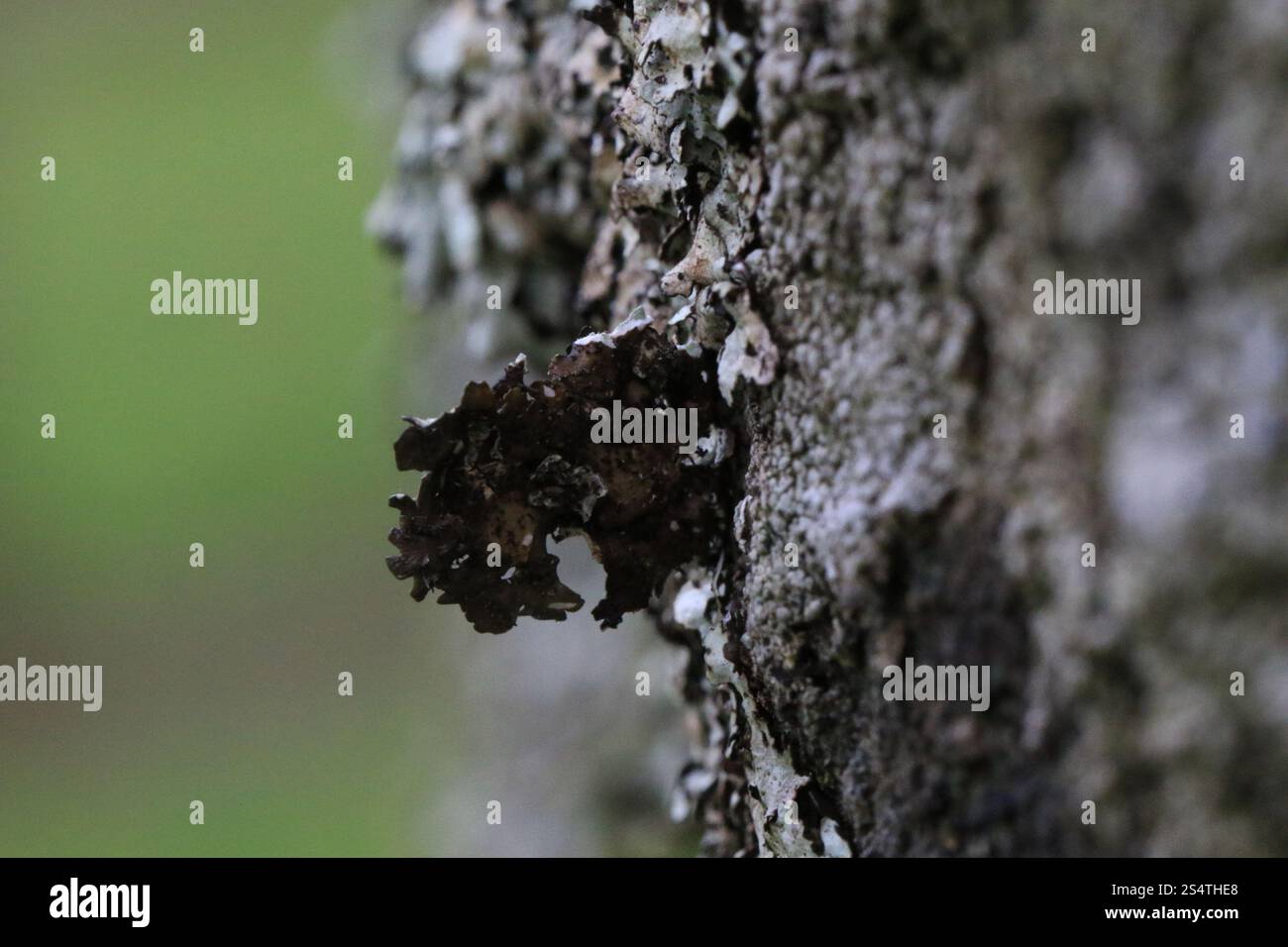 rock shield lichens (Xanthoparmelia Stock Photo - Alamy