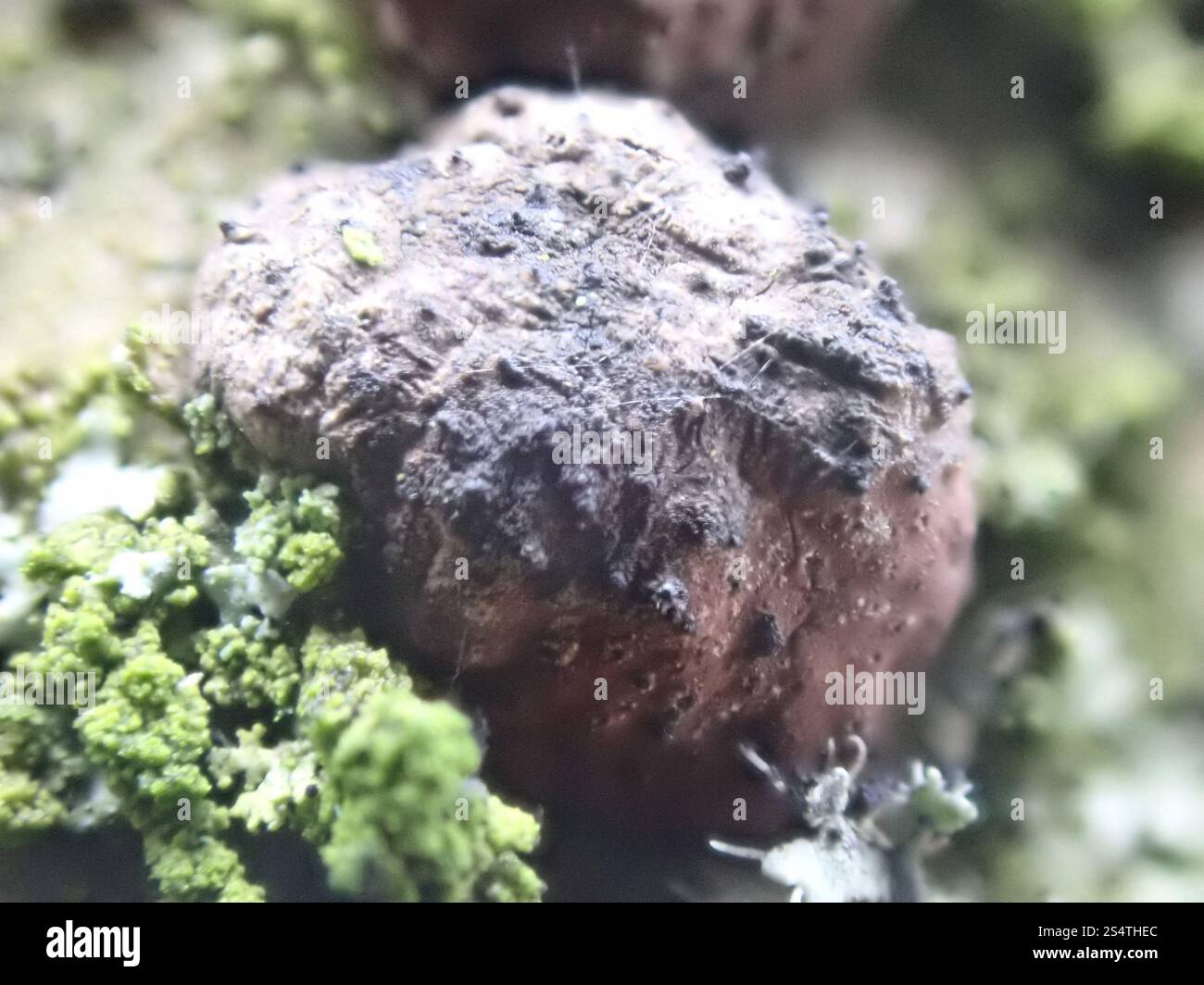 Beech Woodwart (Hypoxylon fragiforme Stock Photo - Alamy