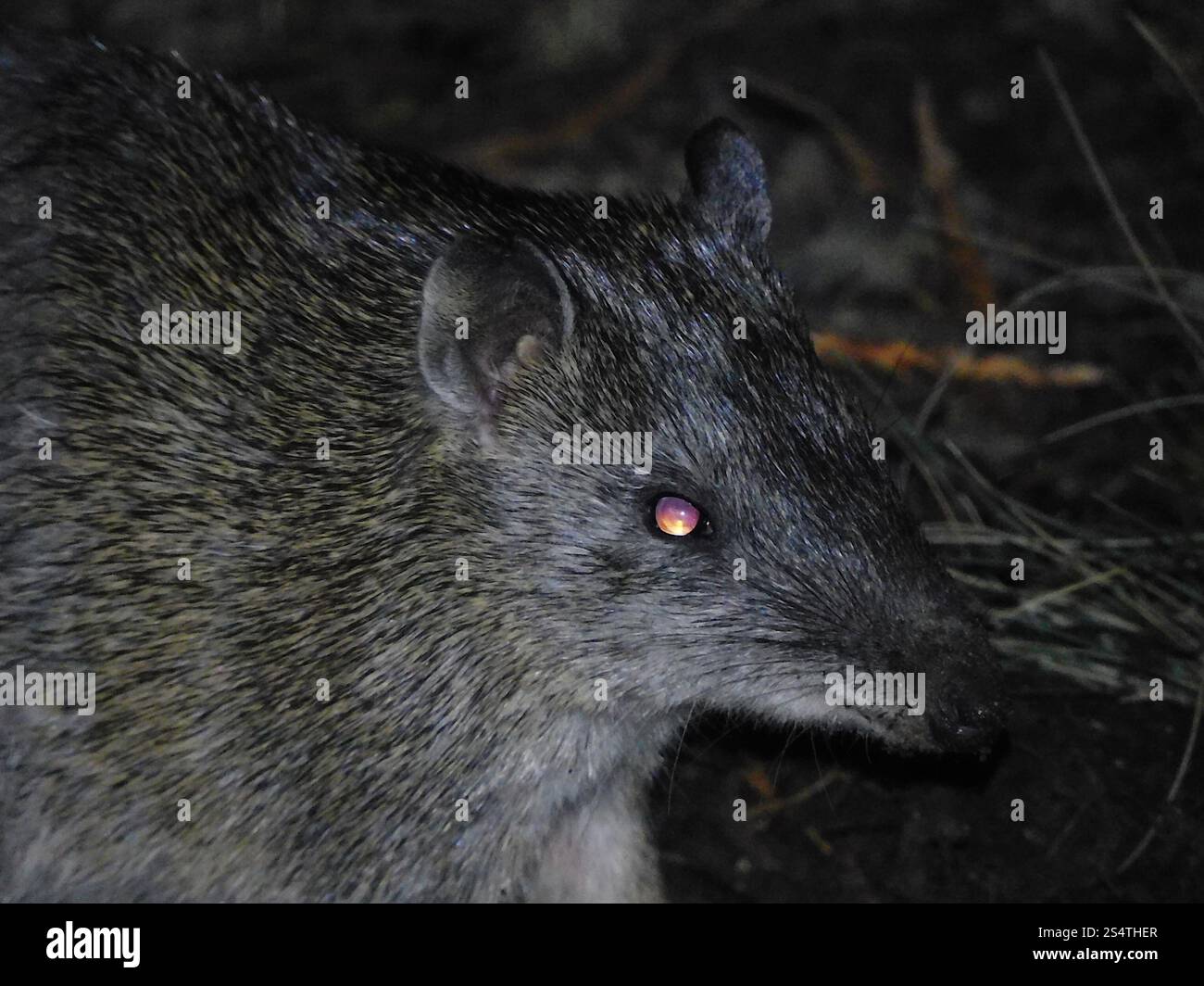 Southern Brown Bandicoot (Isoodon obesulus Stock Photo - Alamy