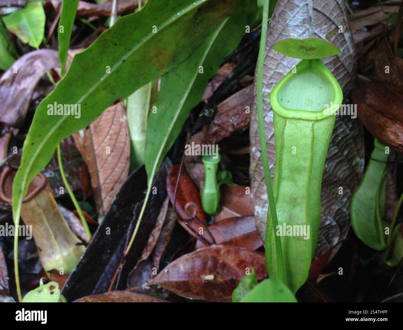 Common Swamp Pitcher-Plant (Nepenthes mirabilis Stock Photo - Alamy