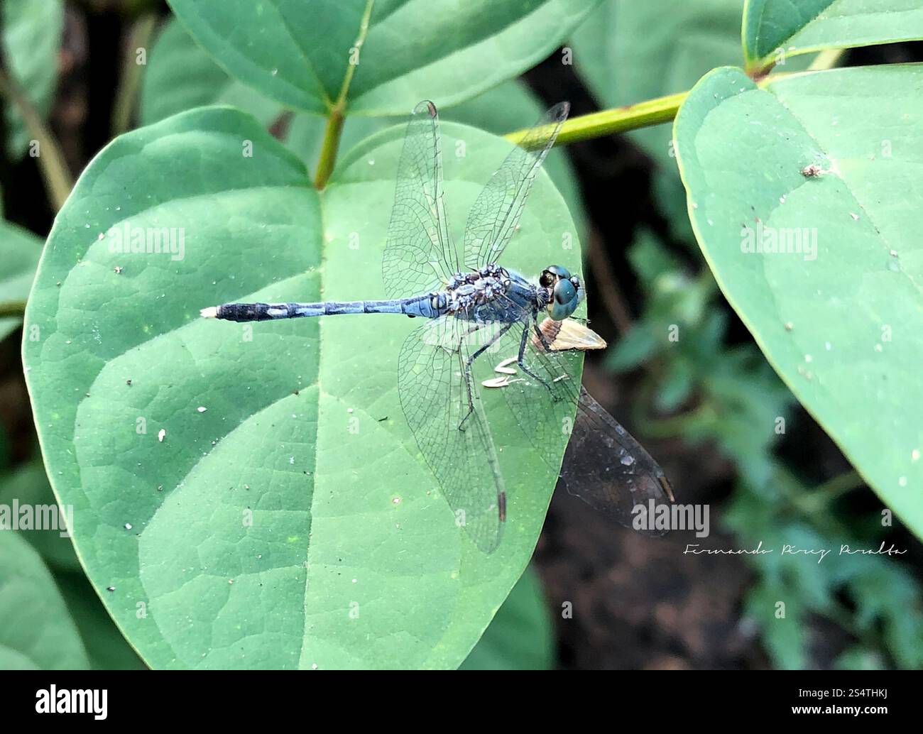 Chalky Percher (Diplacodes trivialis Stock Photo - Alamy