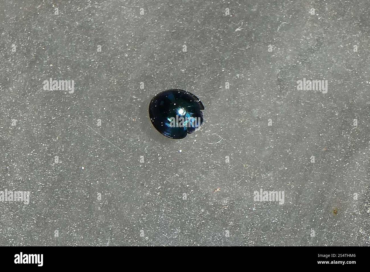 Steelblue Lady Beetle (Halmus chalybeus Stock Photo - Alamy