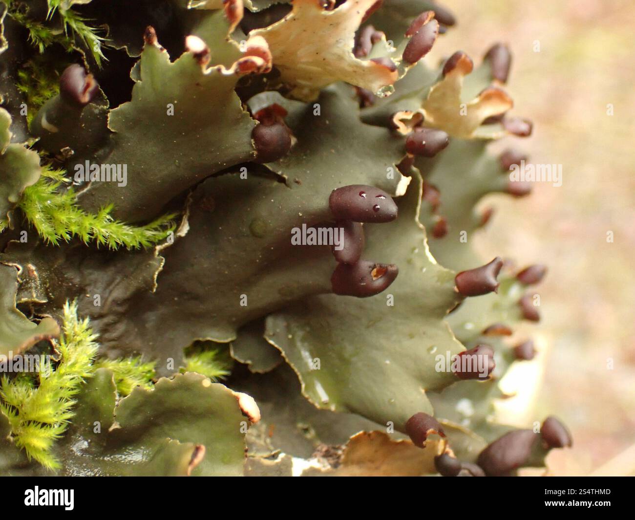 tree pelt lichen (Peltigera collina Stock Photo - Alamy