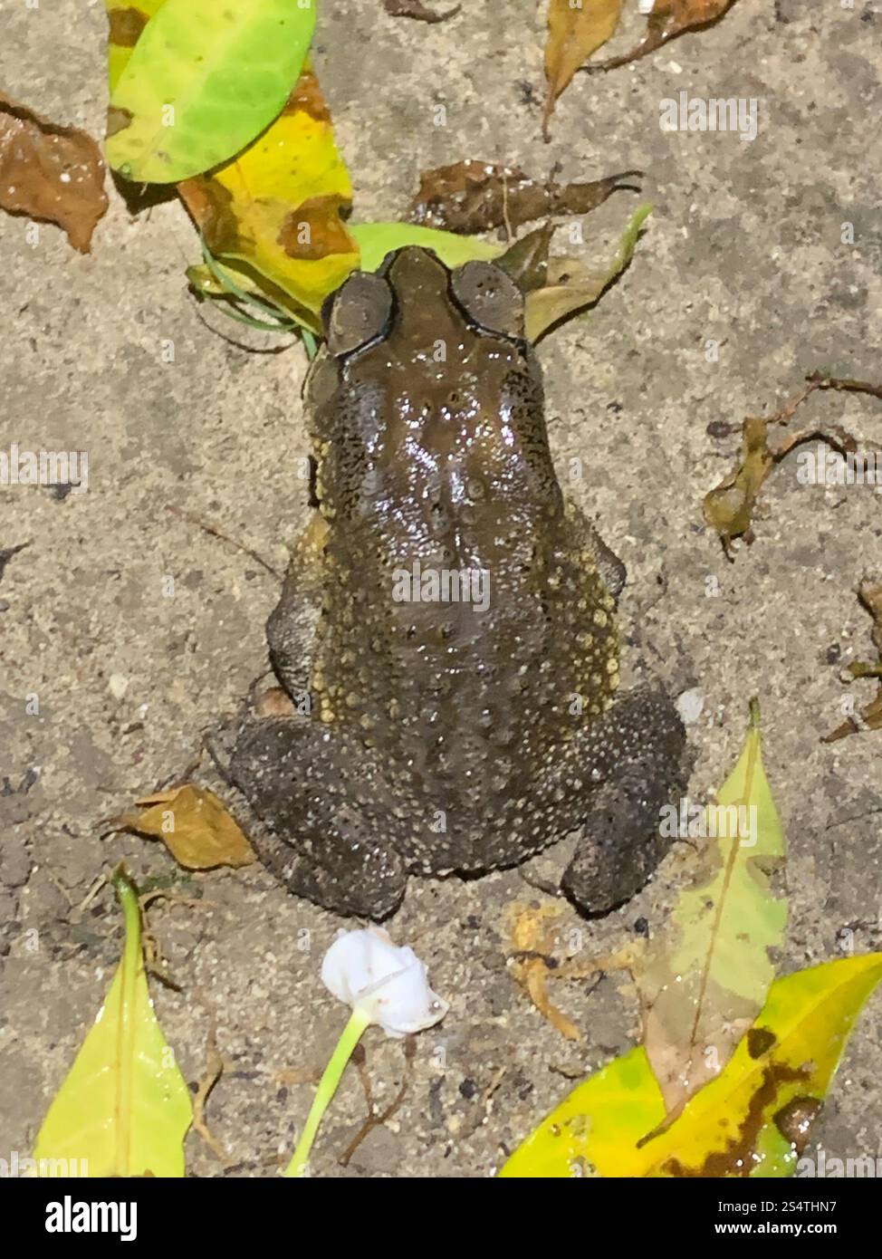 Asian Common Toad (Duttaphrynus melanostictus Stock Photo - Alamy