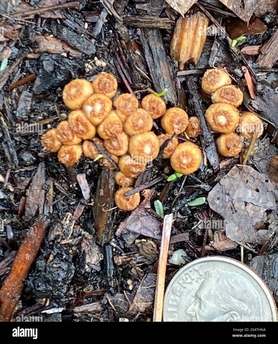 bird's nest fungi (Nidulariaceae Stock Photo - Alamy