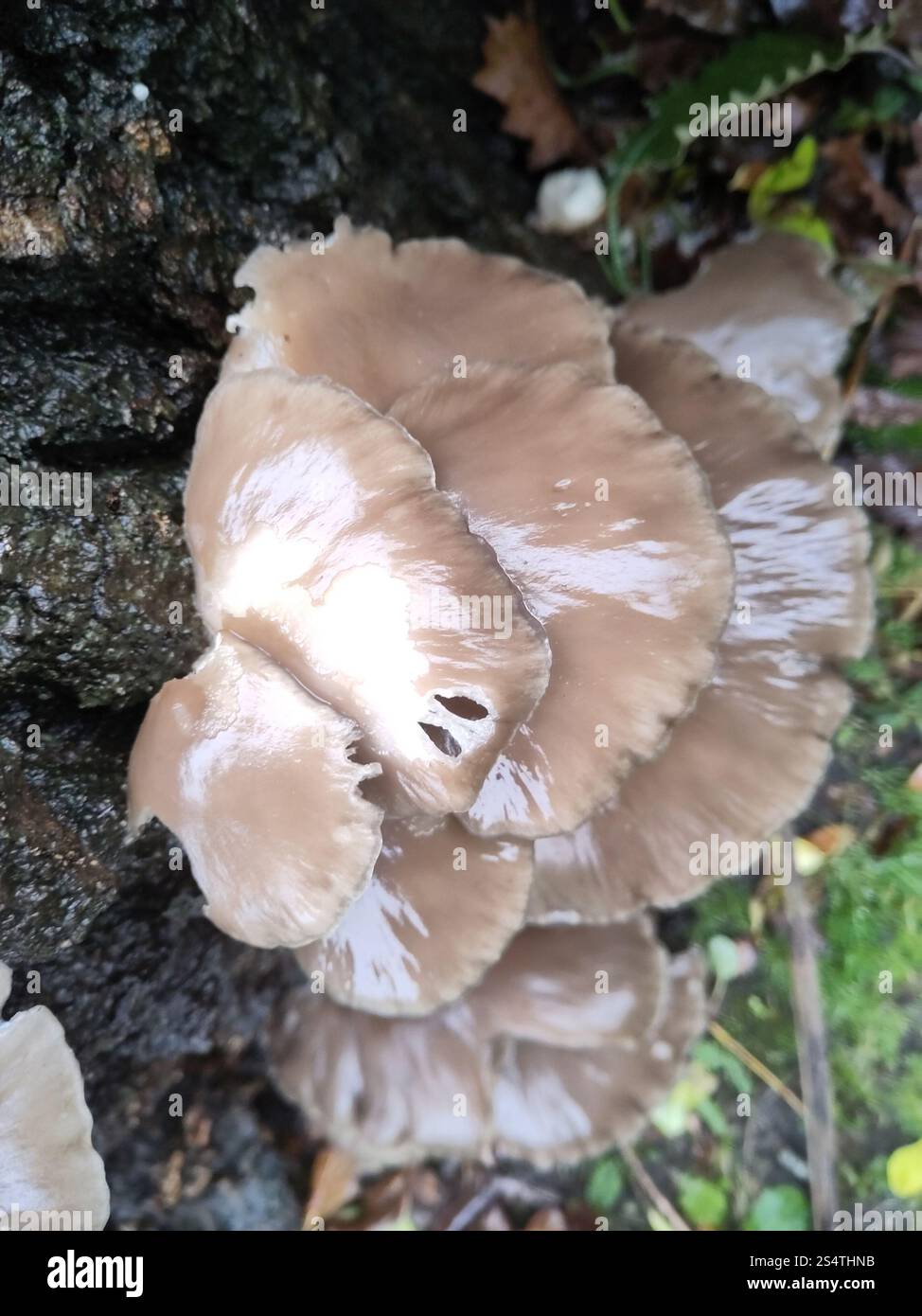 Oyster Mushroom (Pleurotus ostreatus Stock Photo - Alamy