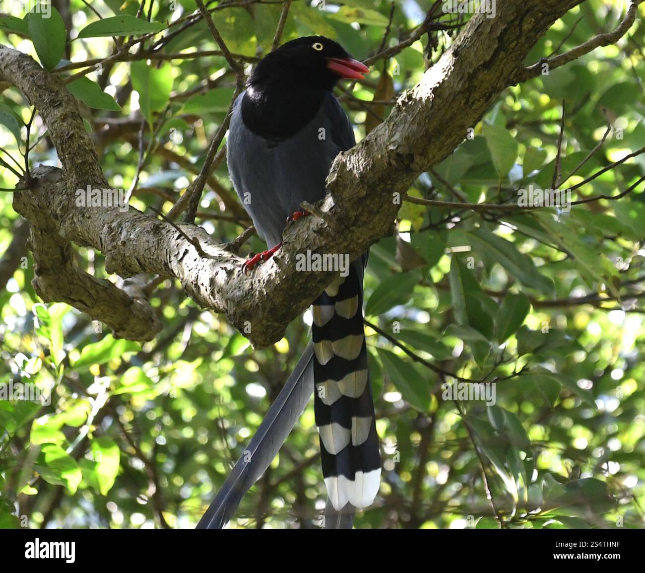 Taiwan Blue-Magpie (Urocissa caerulea Stock Photo - Alamy