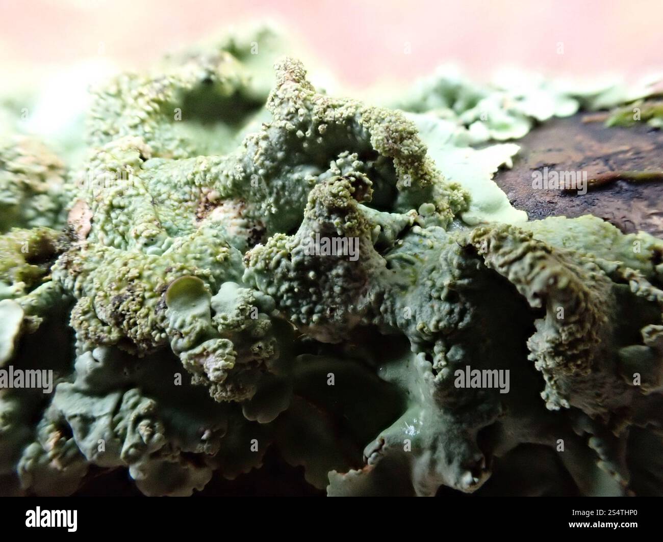 common greenshield lichen (Flavoparmelia caperata Stock Photo - Alamy