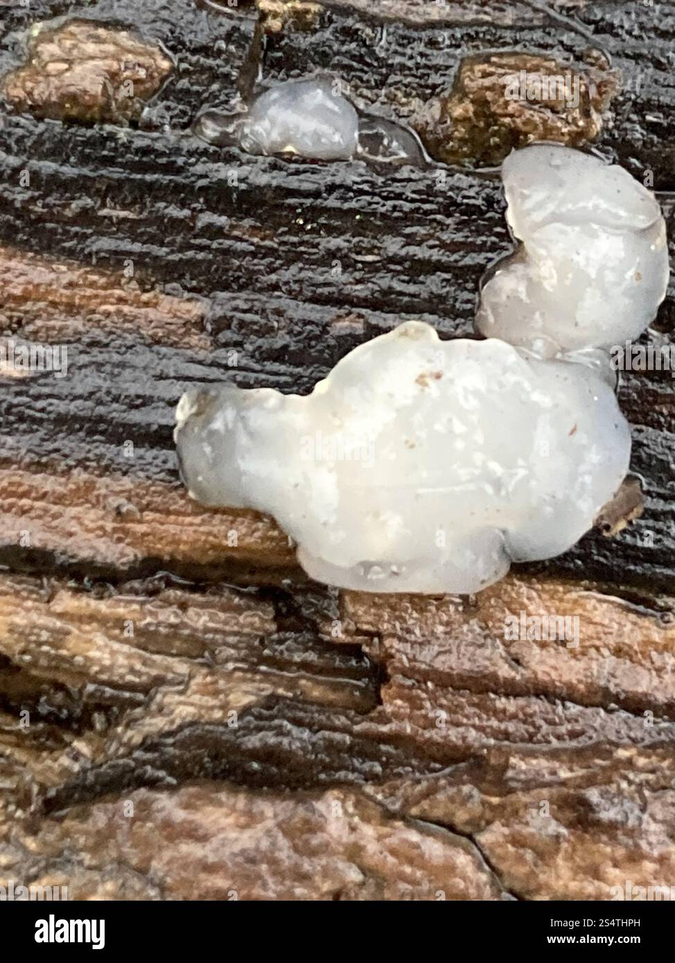 Crystal Brain Fungus (Myxarium nucleatum Stock Photo - Alamy