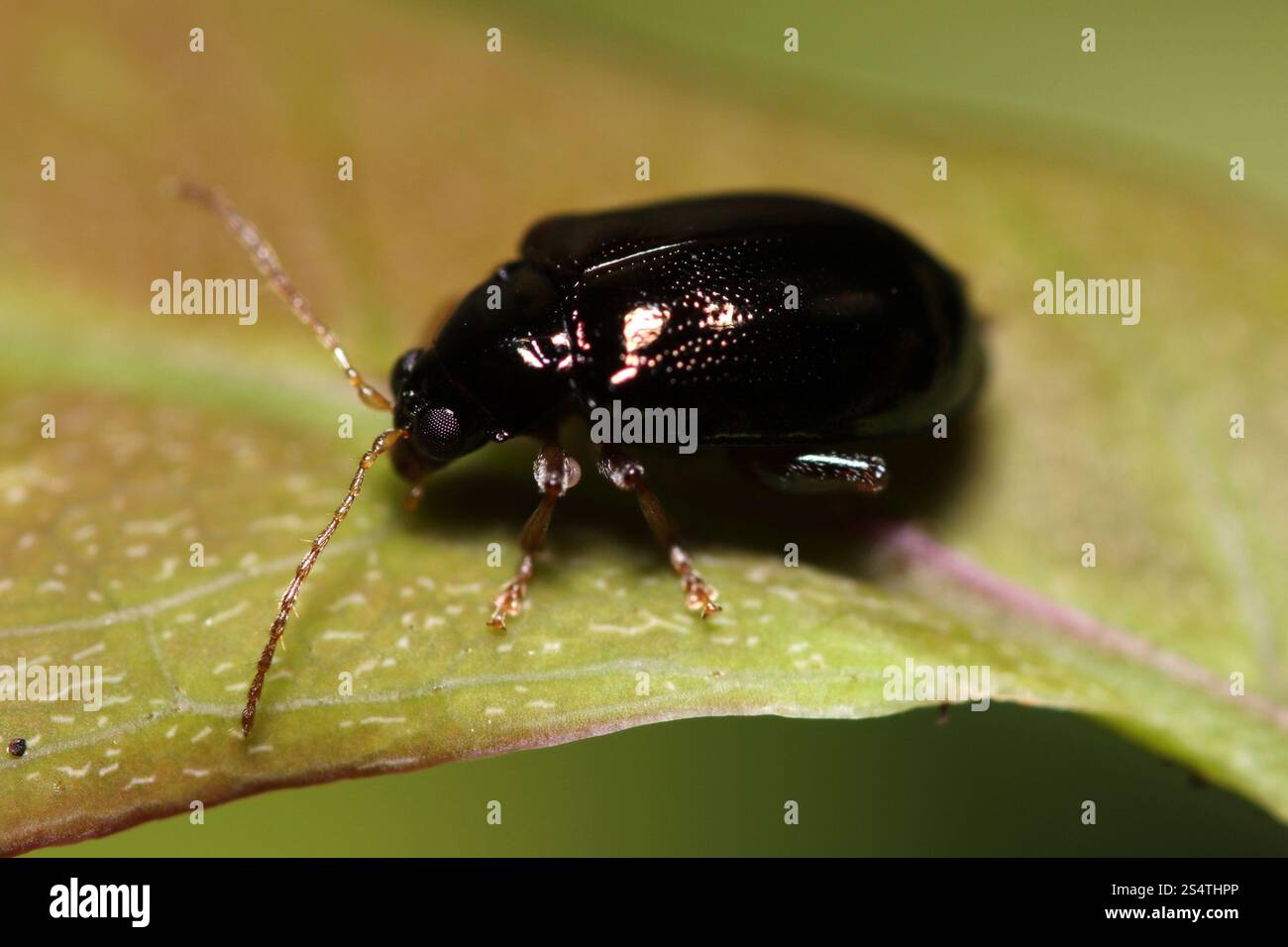 Flea Beetles (Alticini Stock Photo - Alamy