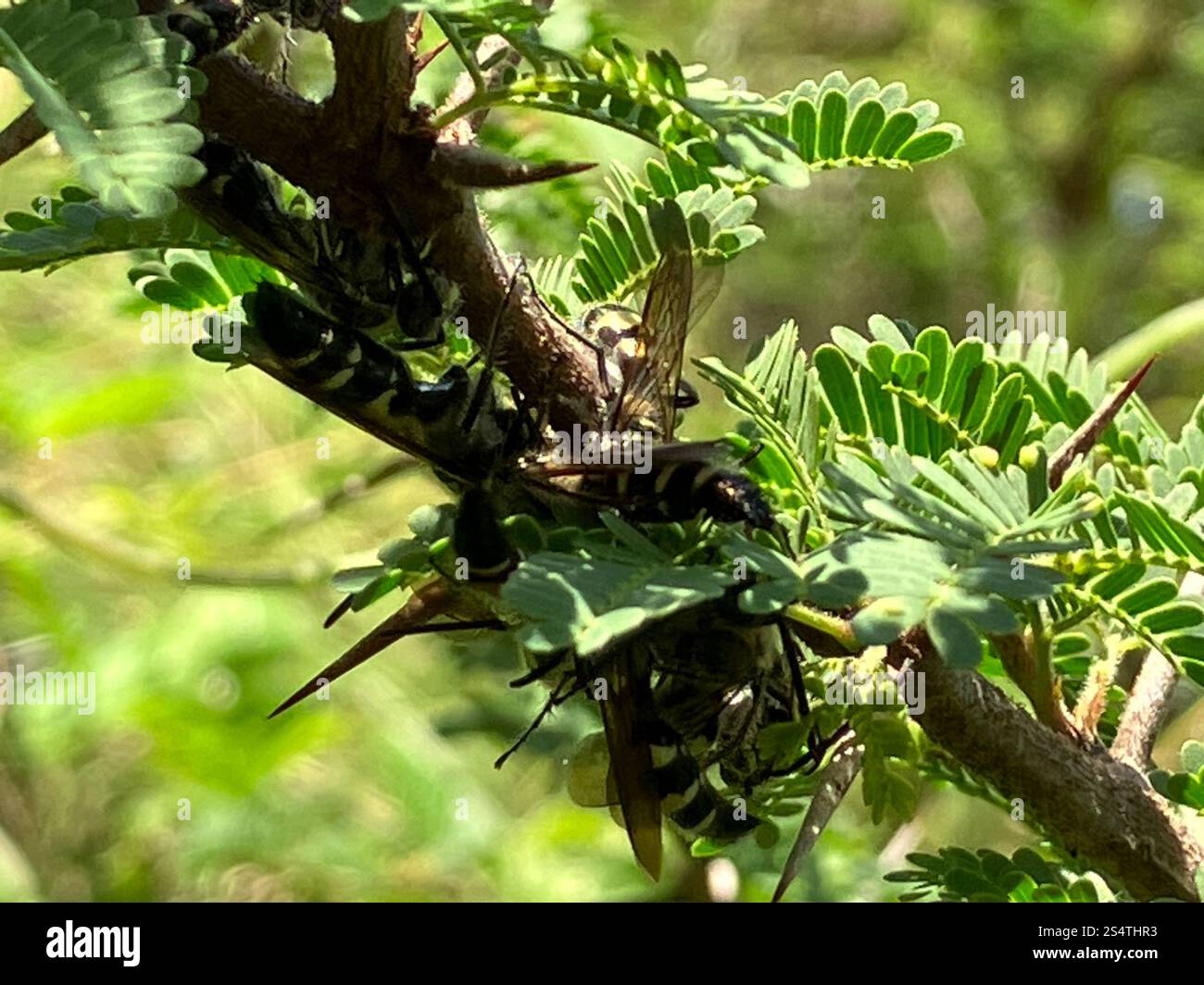 Caribbean scoliid wasp (Dielis dorsata Stock Photo - Alamy