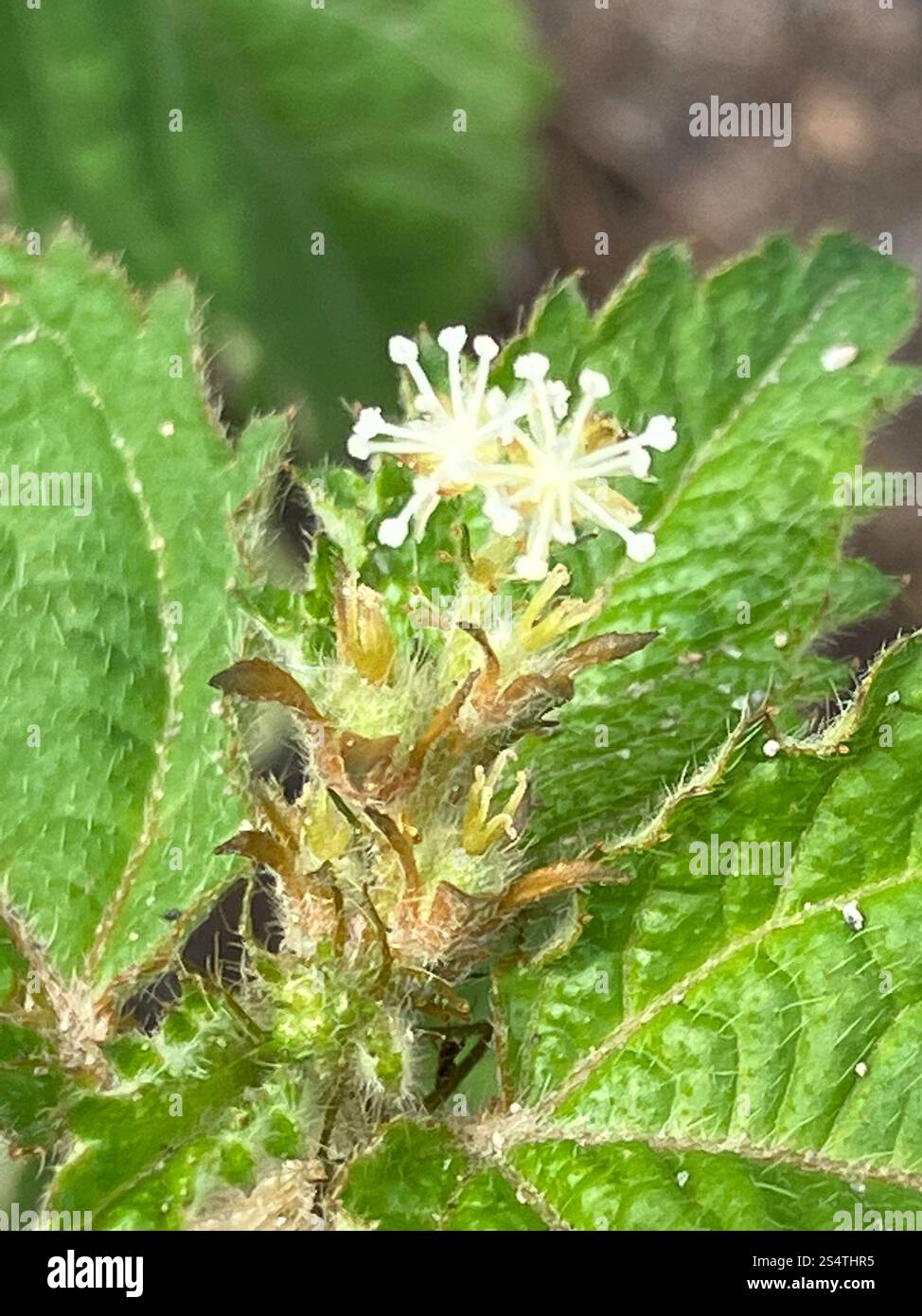 Hairy Croton (Croton hirtus Stock Photo - Alamy