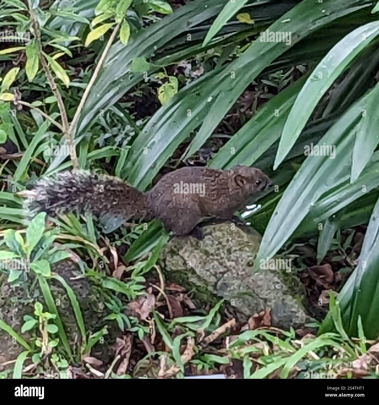 Pallas' Squirrel (Callosciurus erythraeus Stock Photo - Alamy