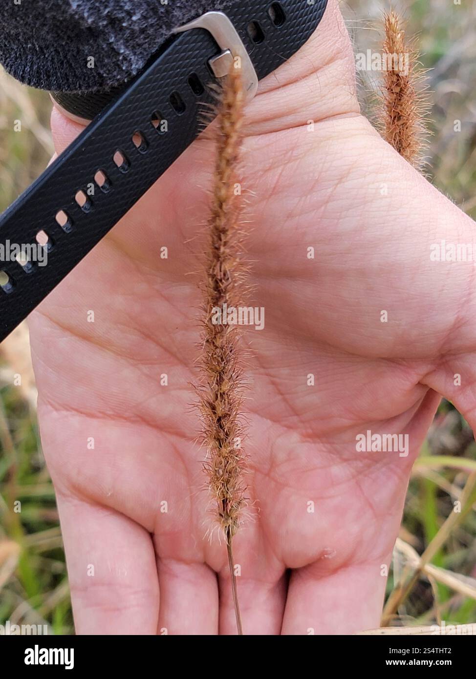buffelgrass (Cenchrus ciliaris Stock Photo - Alamy