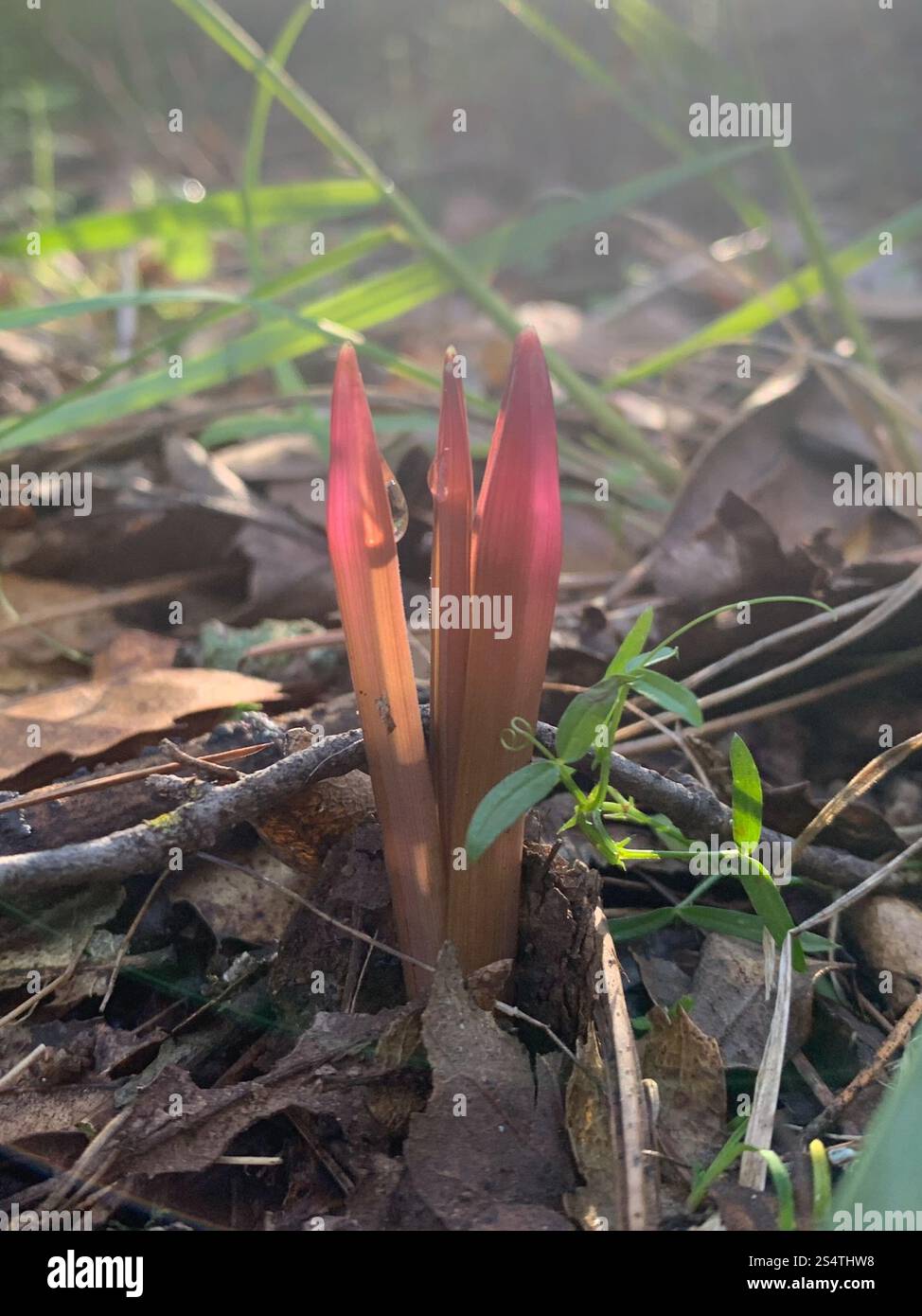 vascular plants (Tracheophyta Stock Photo - Alamy