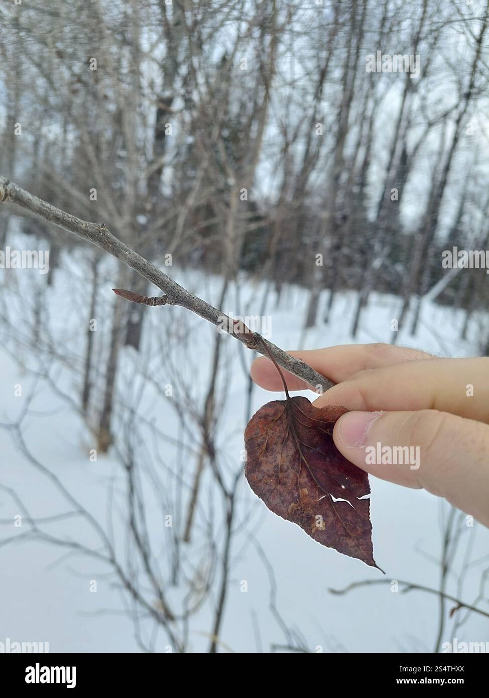 balsam poplar (Populus balsamifera Stock Photo - Alamy