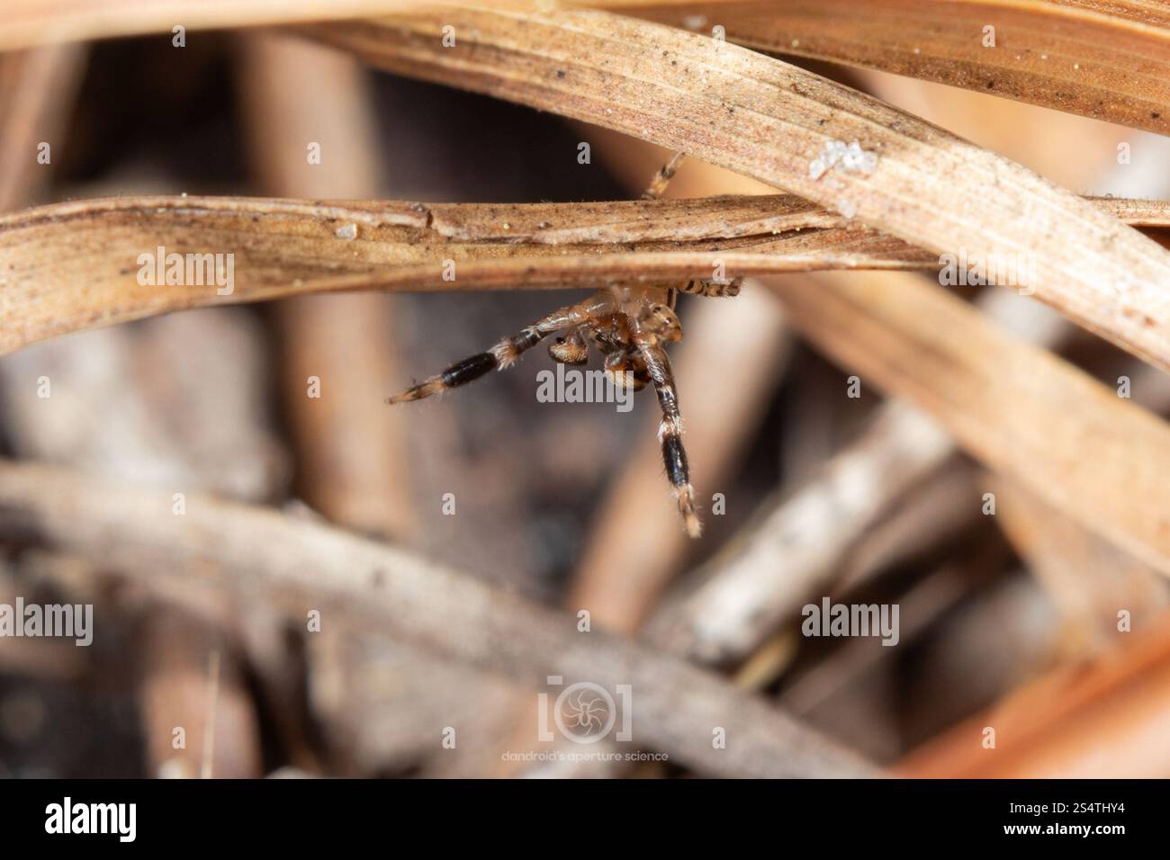 Four-lined Slender Jumping Spider (Marpissa lineata Stock Photo - Alamy