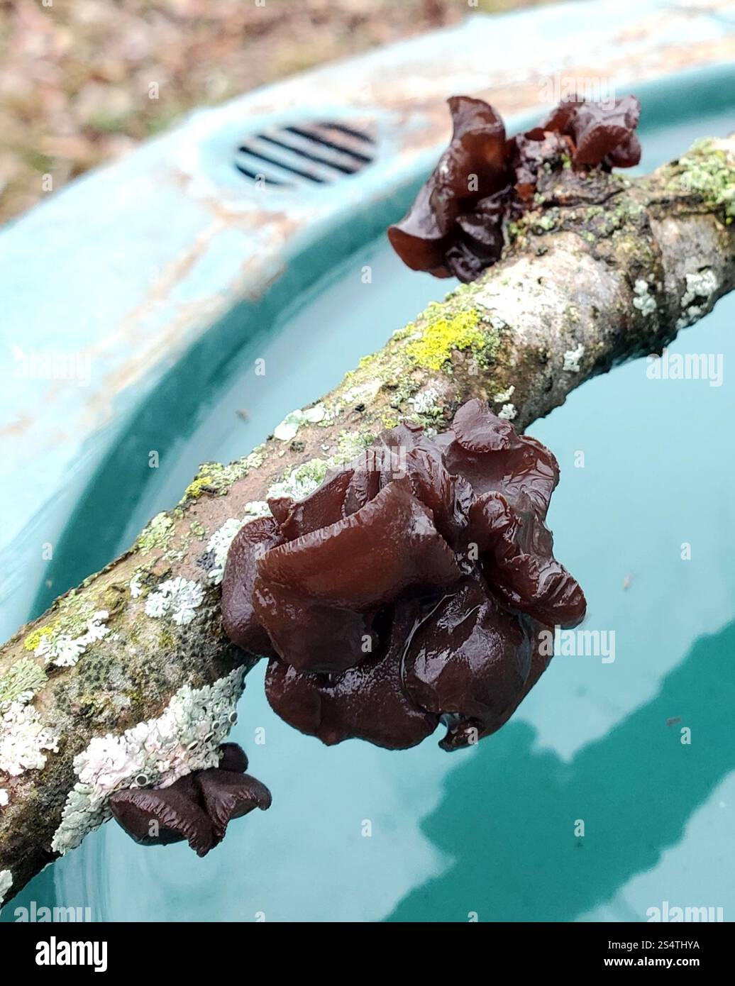 American Amber Jelly Fungus (Exidia crenata Stock Photo - Alamy