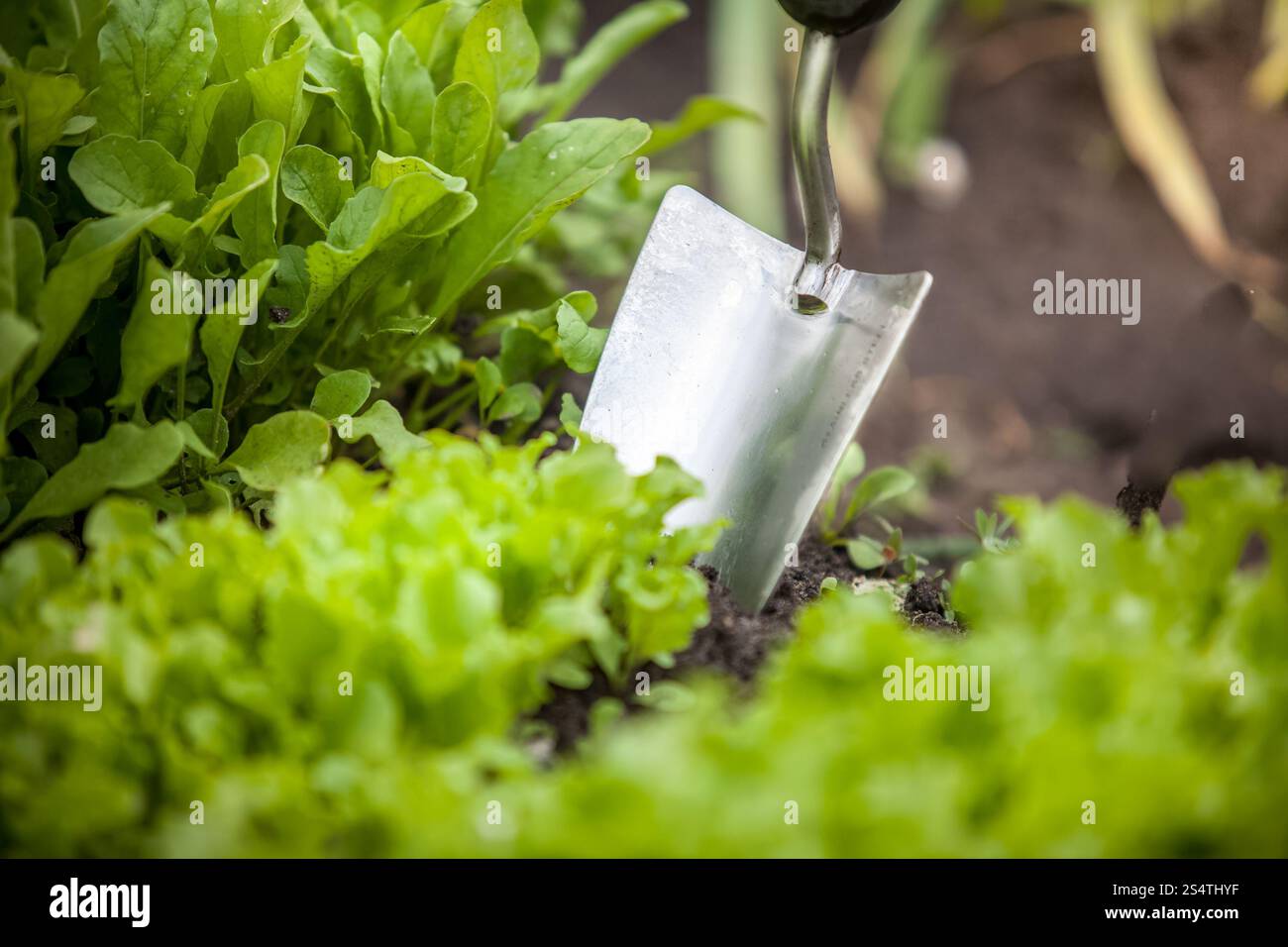 Macro photo of metal hand shovel and lettuce bed Stock Photo - Alamy