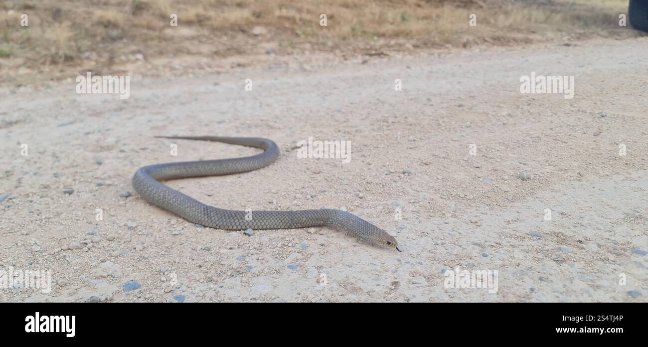 Eastern Brown Snake (Pseudonaja textilis Stock Photo - Alamy