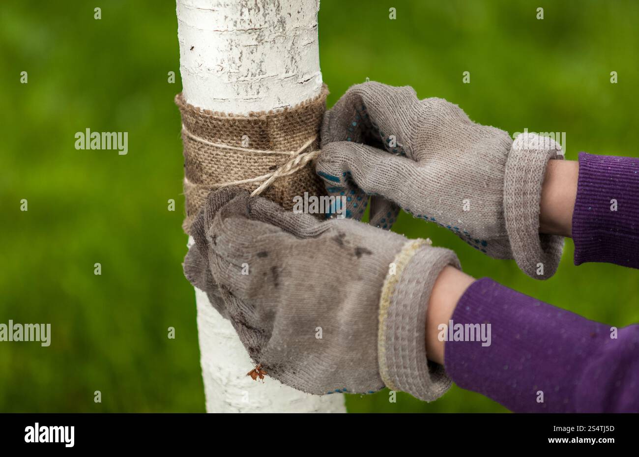 Closeup photo of hands in gloves tying healing band around tree Stock ...