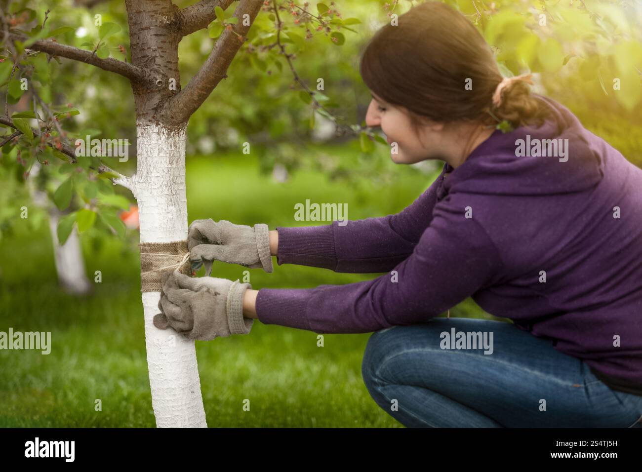Tying young fruit tree hi-res stock photography and images - Alamy