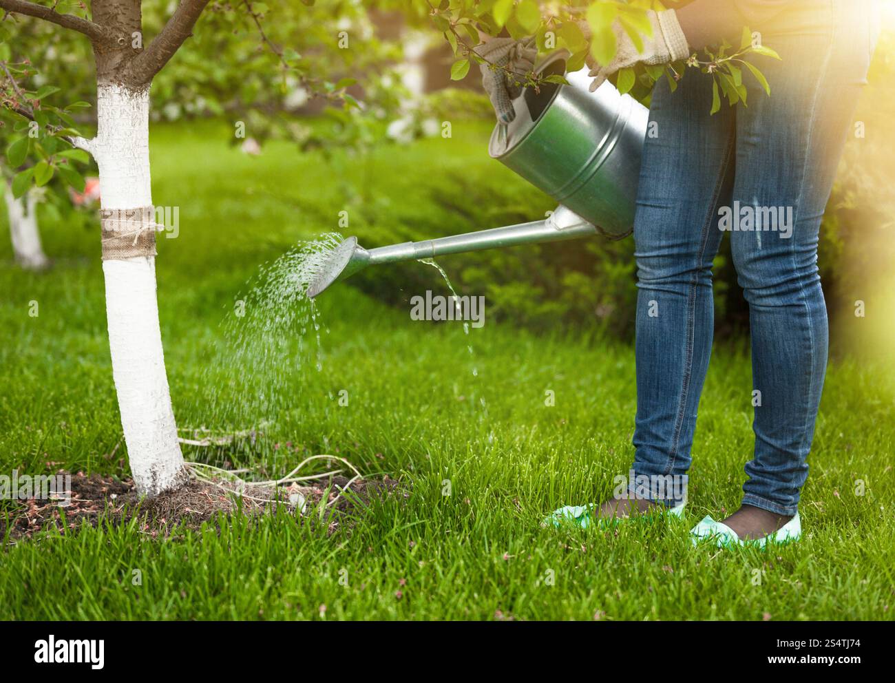 Photo of woman pouring water of watering can on tree at garden Stock ...