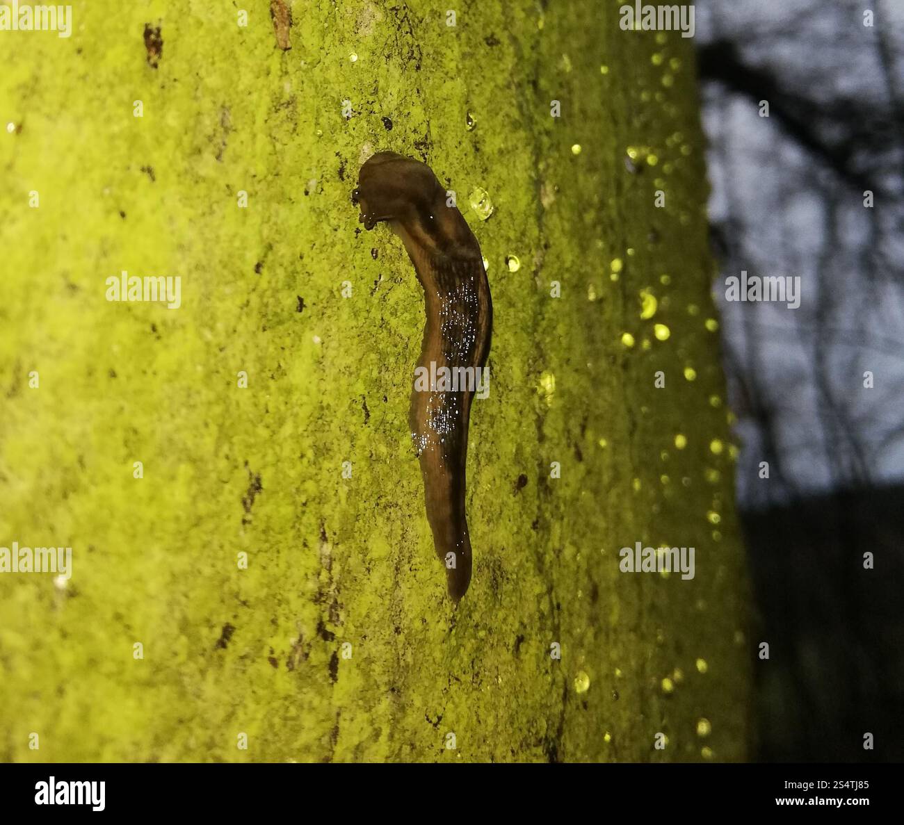 Tree slug (Lehmannia marginata Stock Photo - Alamy
