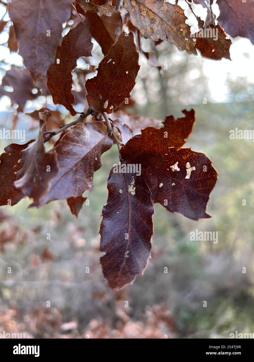 Macedonian Oak (Quercus trojana Stock Photo - Alamy