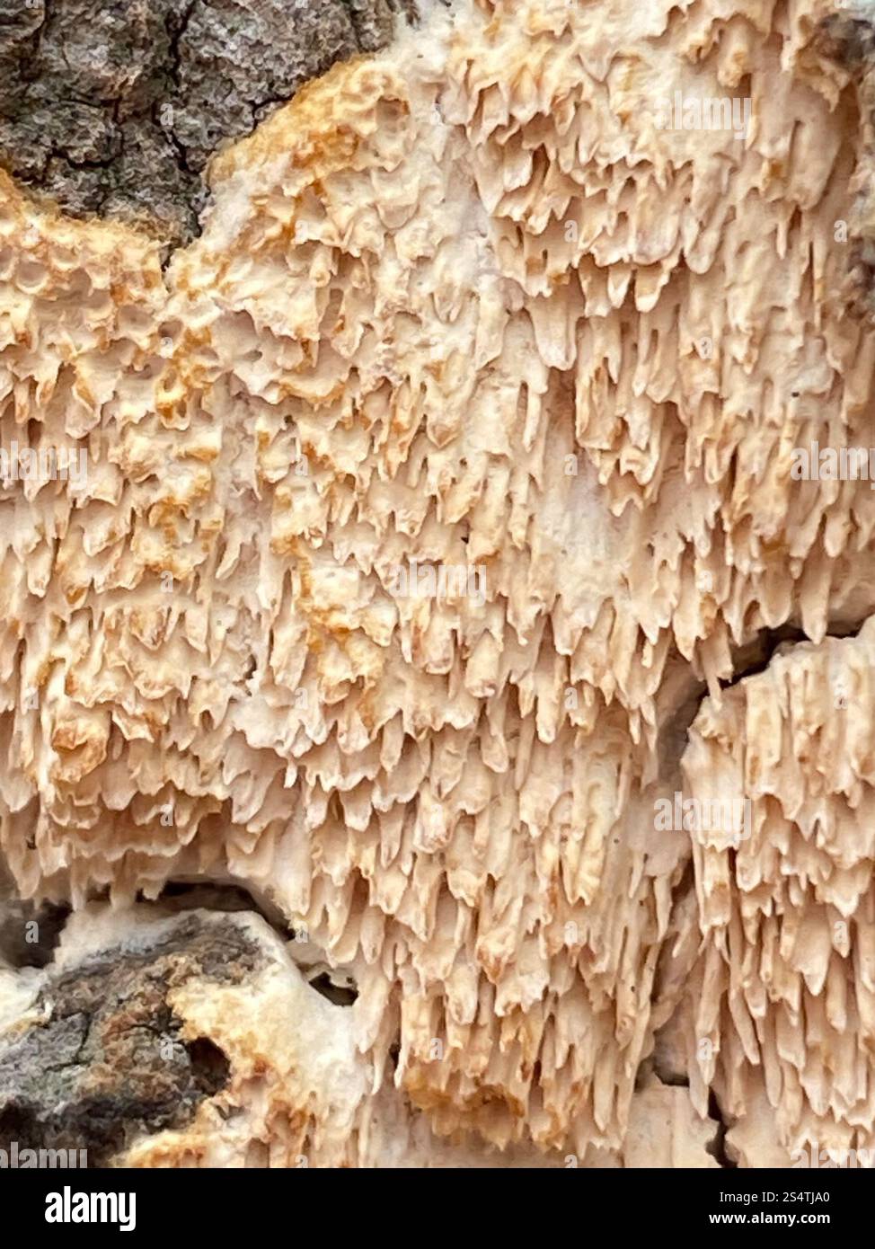 Milk-white Toothed Polypore (Irpex lacteus Stock Photo - Alamy