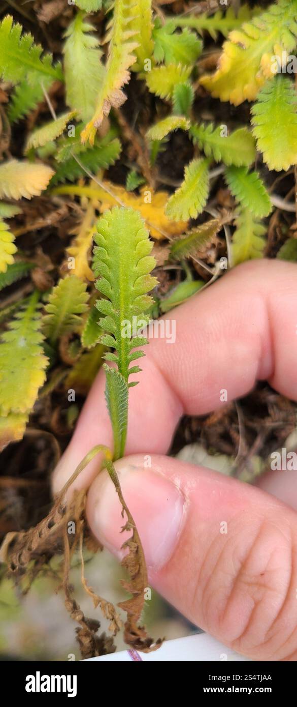 Leptinella (Leptinella squalida Stock Photo - Alamy