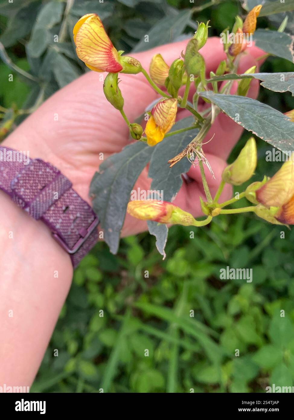 Pigeon Pea (Cajanus cajan Stock Photo - Alamy