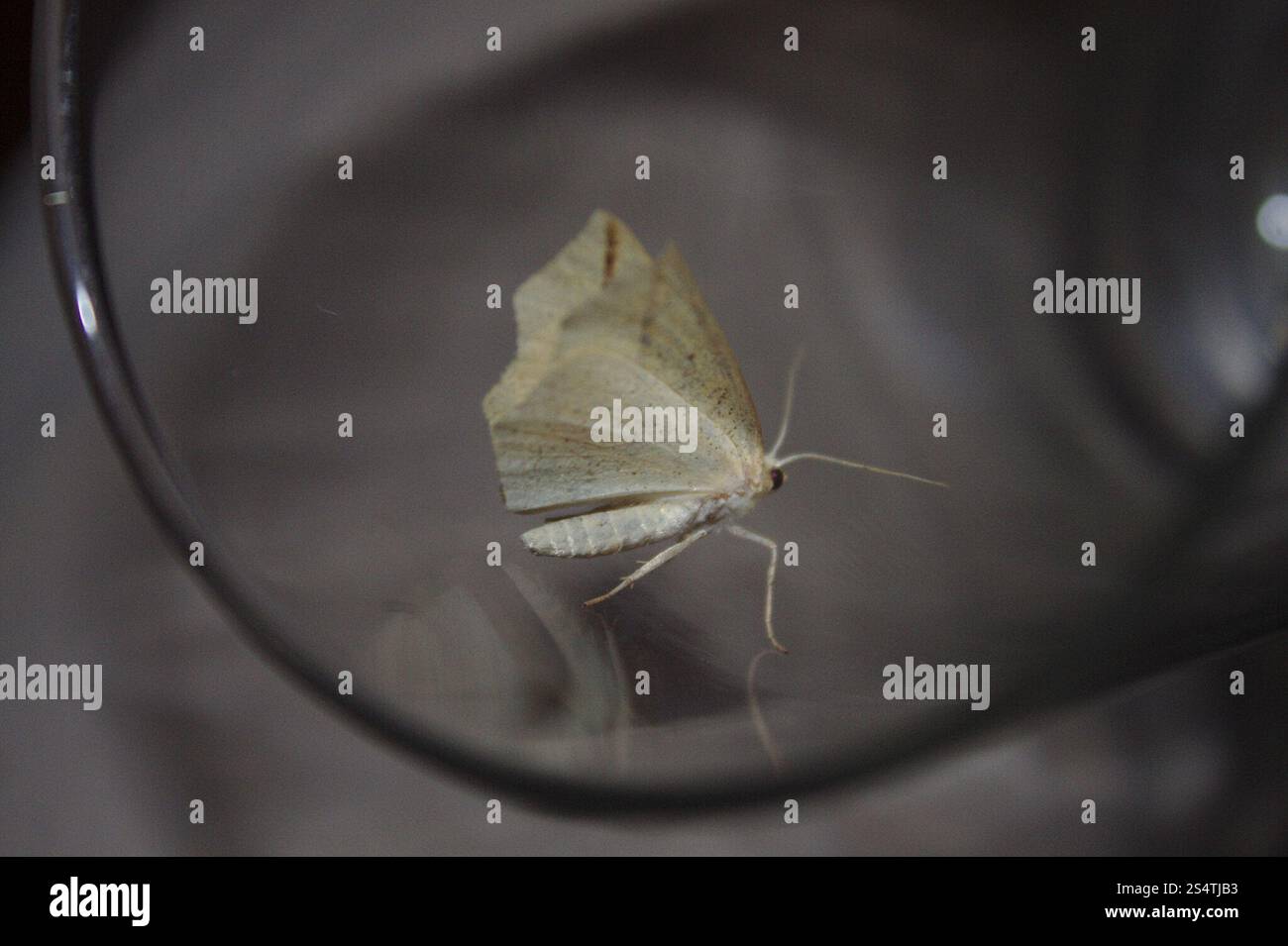 Yellow Slant-line (Tetracis crocallata Stock Photo - Alamy