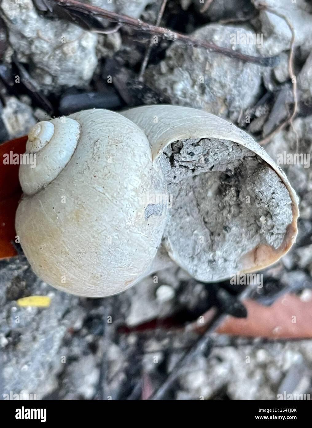 Common Apple Snails (Pomacea Stock Photo - Alamy