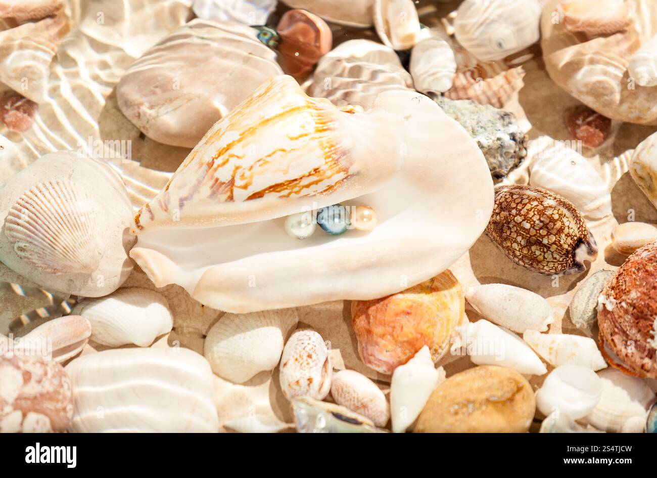 Closeup photo of three pearls in big seashell underwater Stock Photo ...