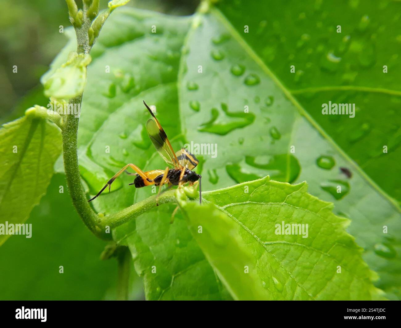 Ichneumonid and Braconid Wasps (Ichneumonoidea Stock Photo - Alamy